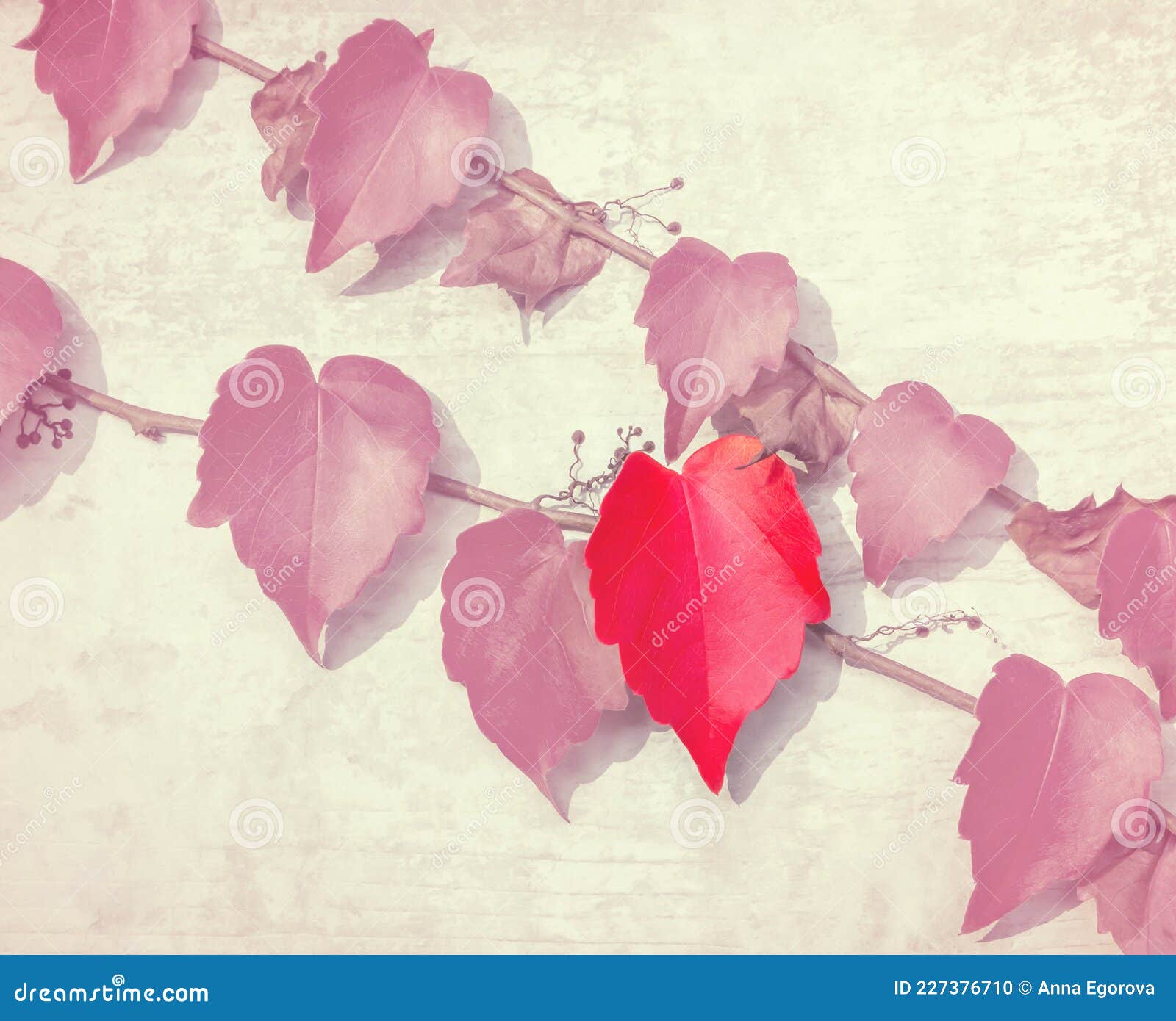 Background with Autumn Red Leaf on a Muted Backdrop Stock Photo - Image ...