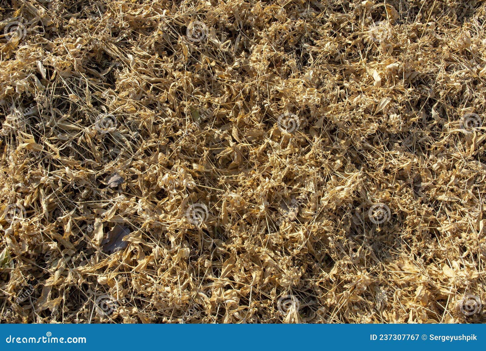 Autumn. Parched vegetation stock image. Image of clearing - 237307767