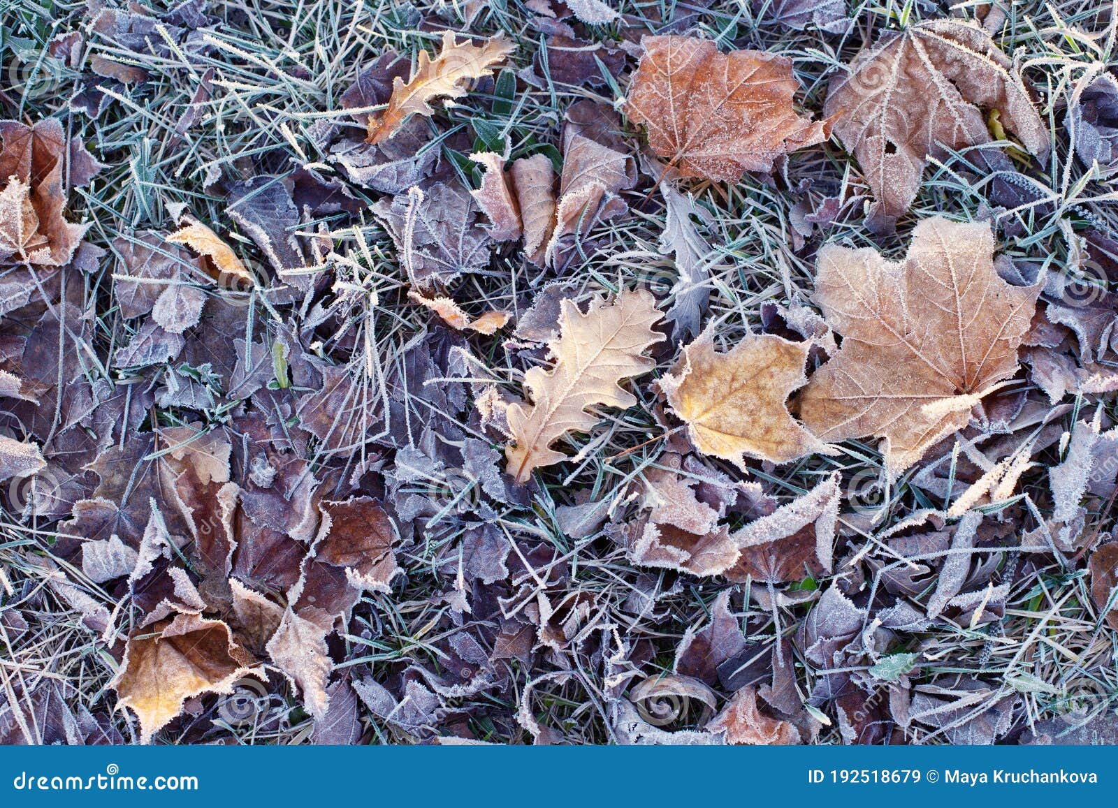 Background with Autumnal Leaves Stock Image - Image of color, frozen ...