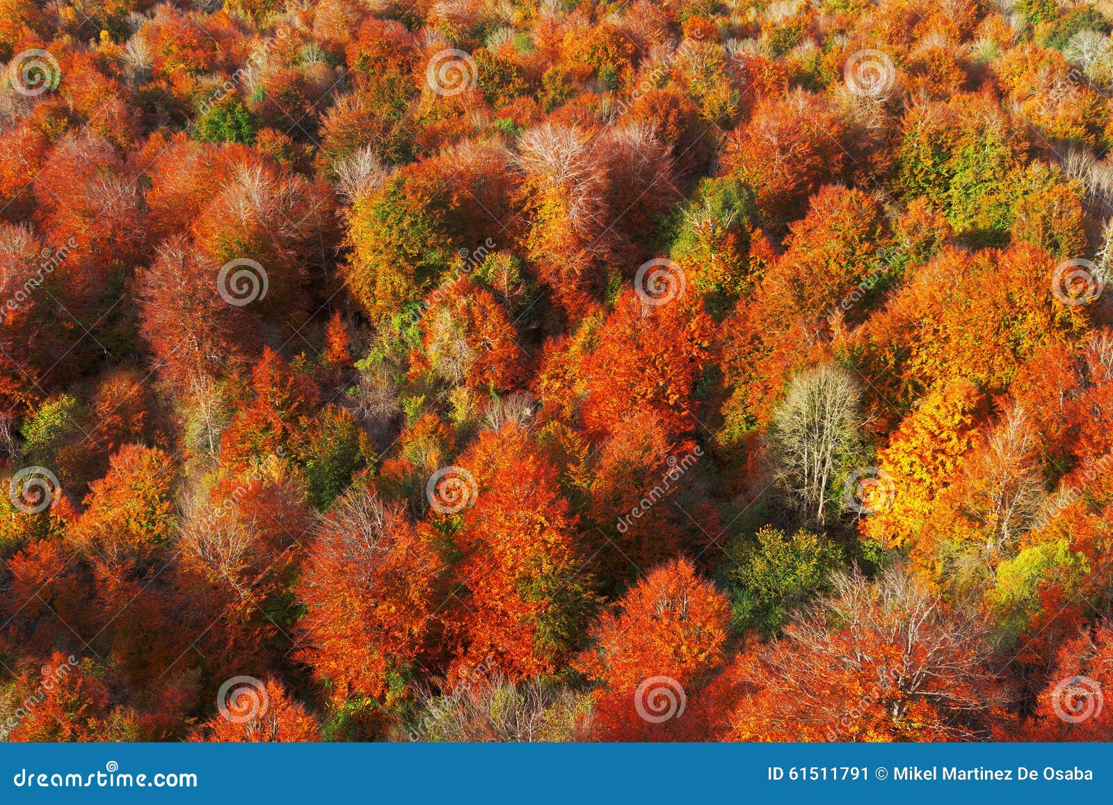 Background of Autumnal Trees Textures Stock Image - Image of autumn ...