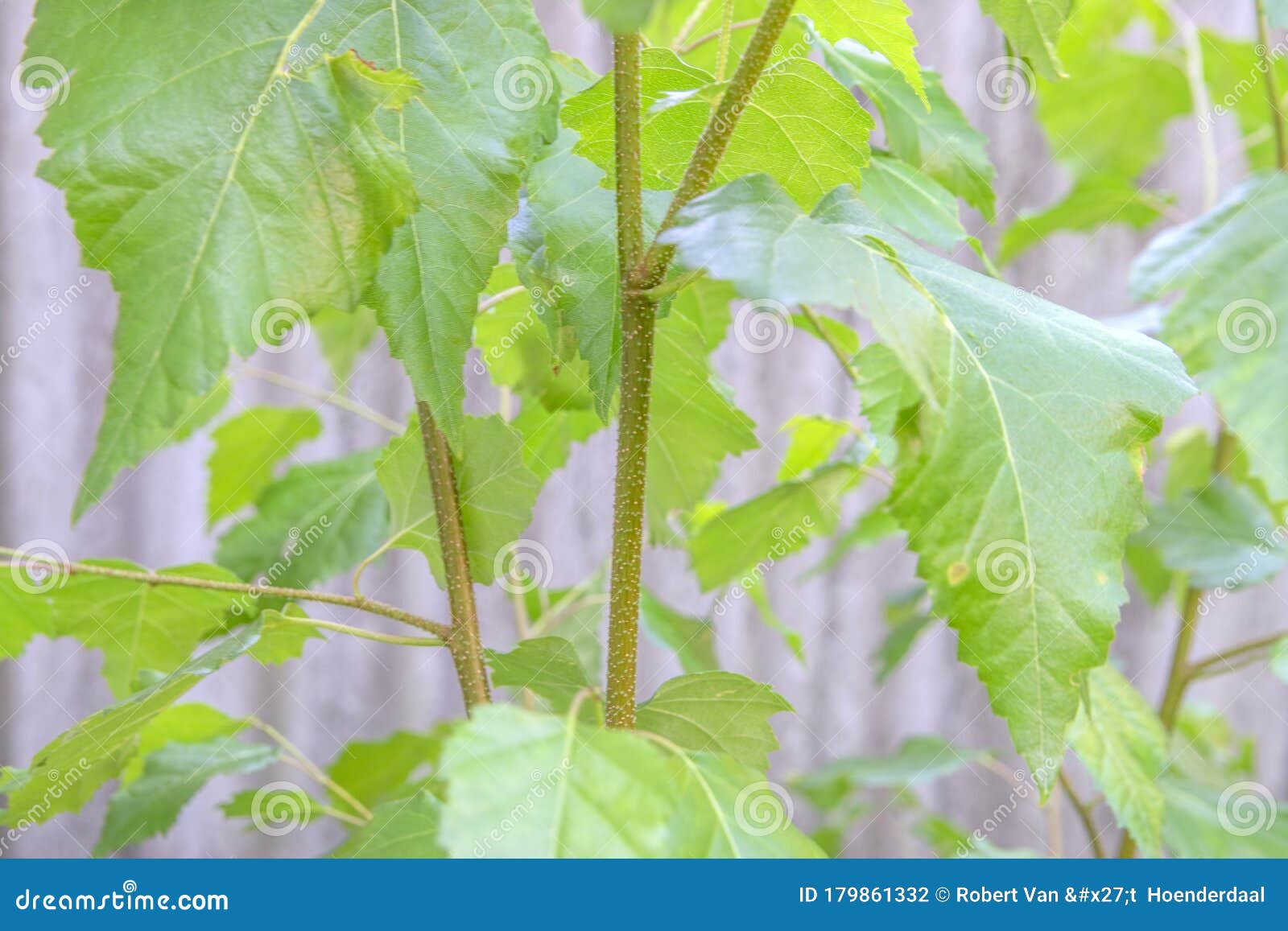 Background of a Baby Tree stock photo. Image of twig - 179861332