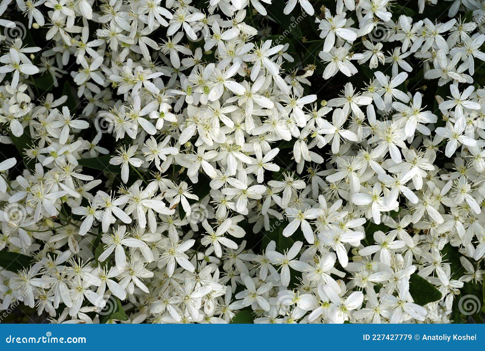 Background. Background. Texture from a Carpet of White Flowers Stock ...