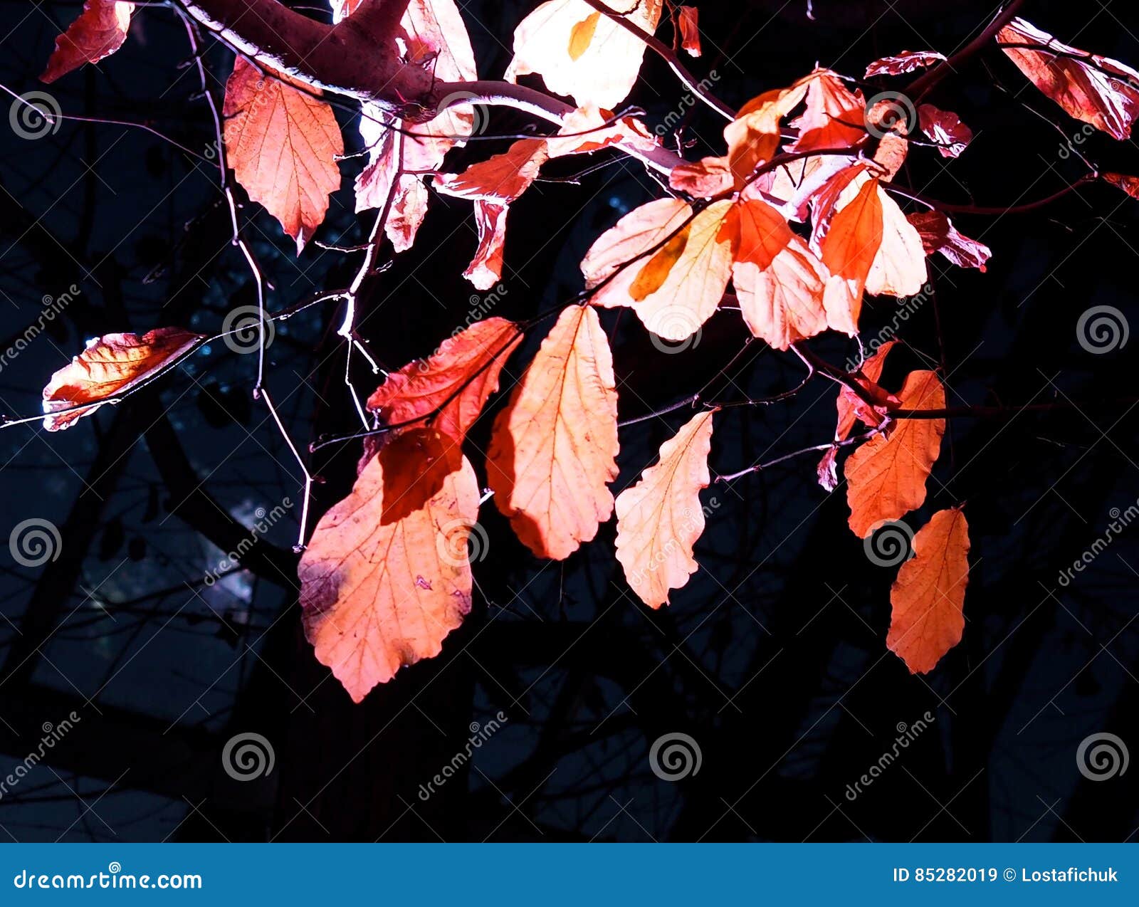 Background with Backlit Autumn Leaves Stock Image - Image of light ...