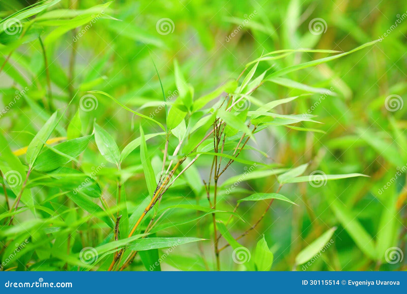Bamboo branch stock photo. Image of garden, branch, cool - 30115514