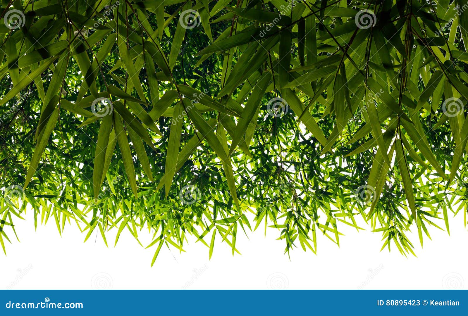 Background Bamboo Leaves Overlap. Stock Image - Image of botanical ...