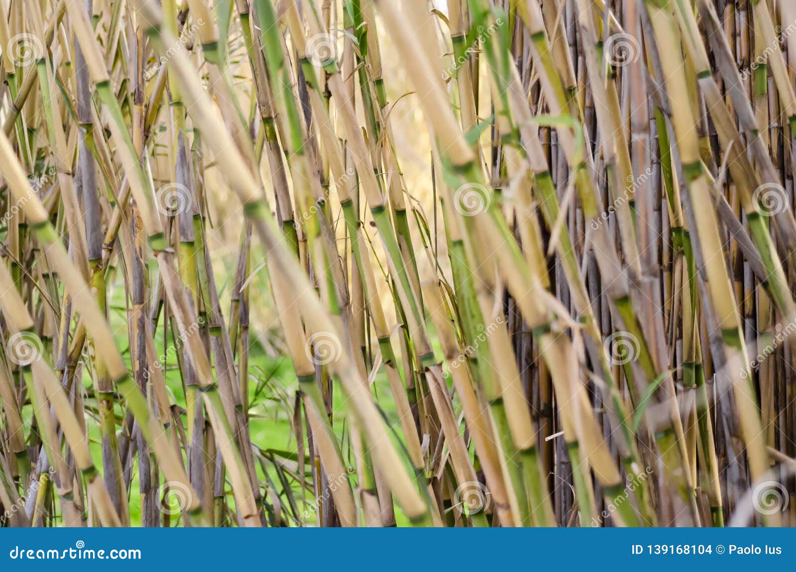 Background of Bamboo Texture Stock Photo - Image of abstract, flora ...