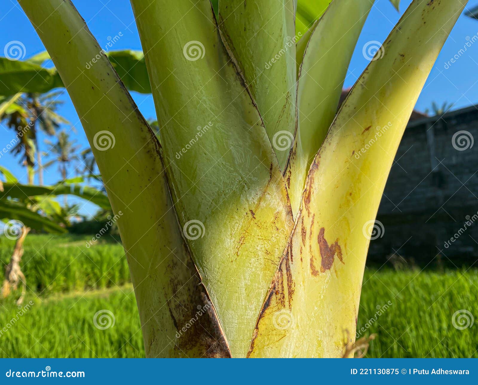Background of Banana Tree Trunk. Stock Image - Image of stem, trunk ...