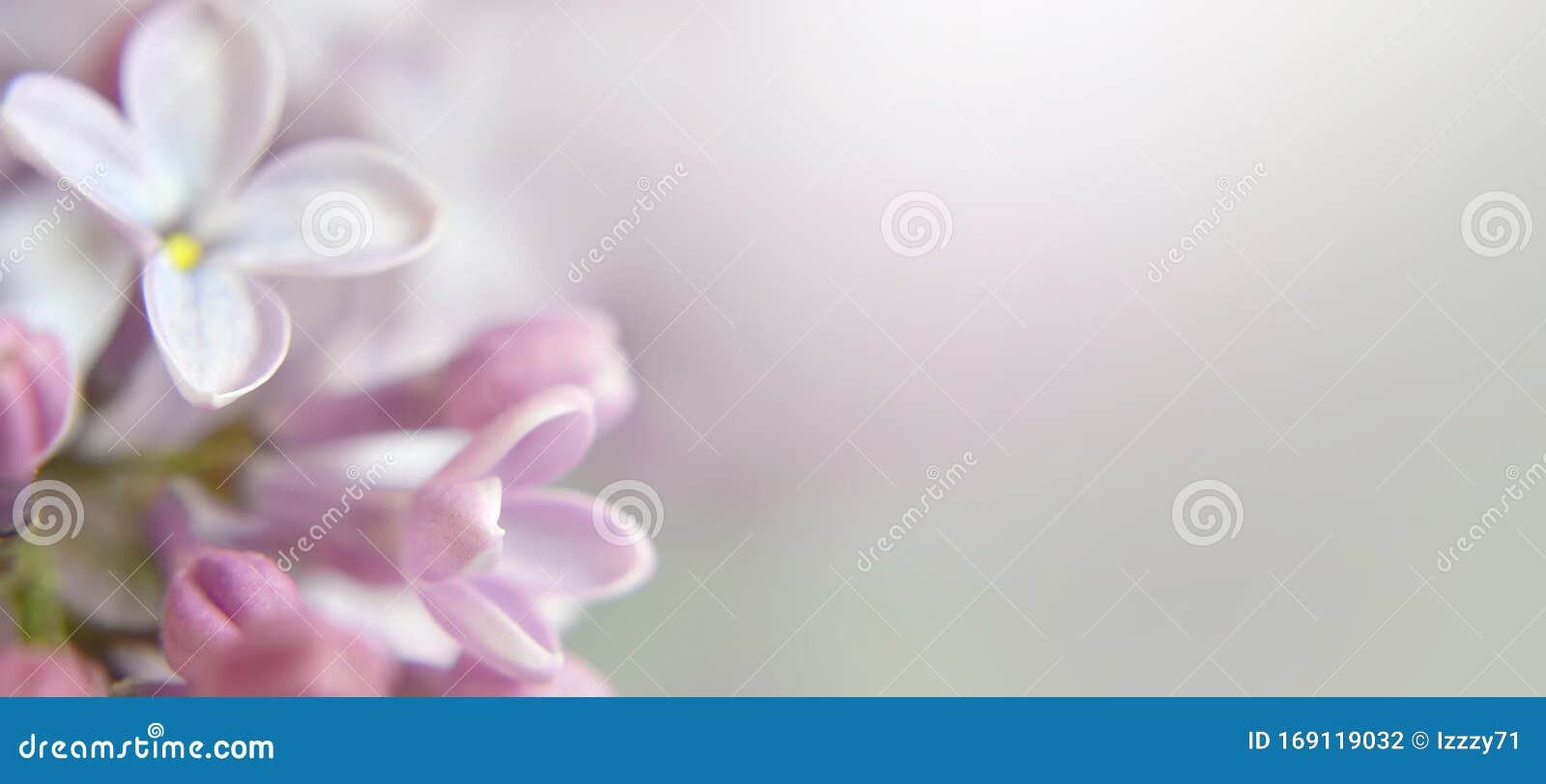 Background or Banner with Lilac Flower and Copy Space Stock Photo ...