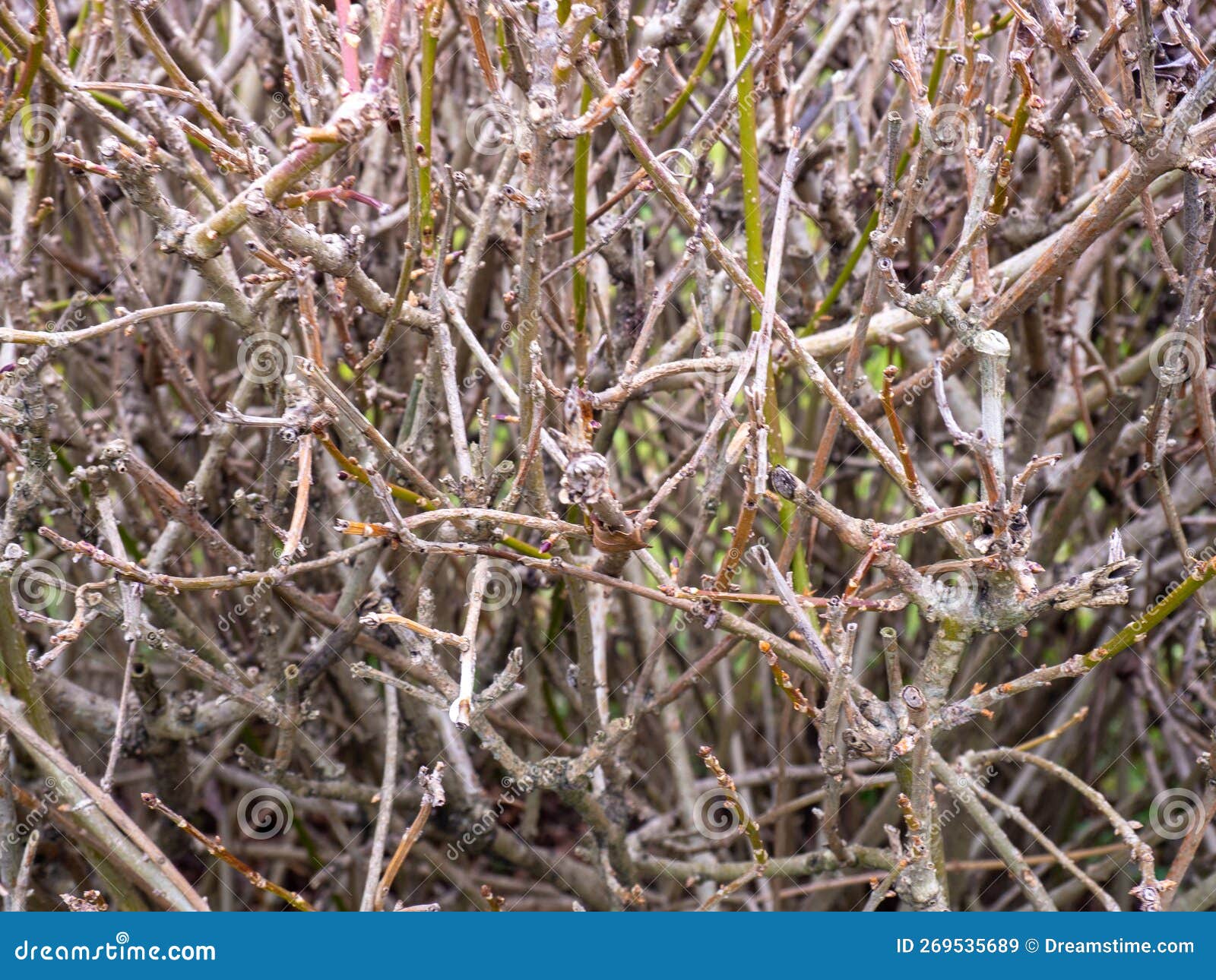 Background from Bare Branches of a Bush. Bush without Leaves. Buds on ...
