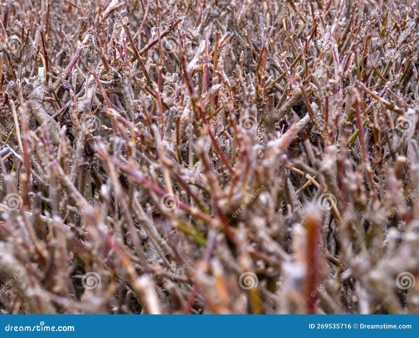 Background from Bare Branches of a Bush. Bush without Leaves. Buds on ...