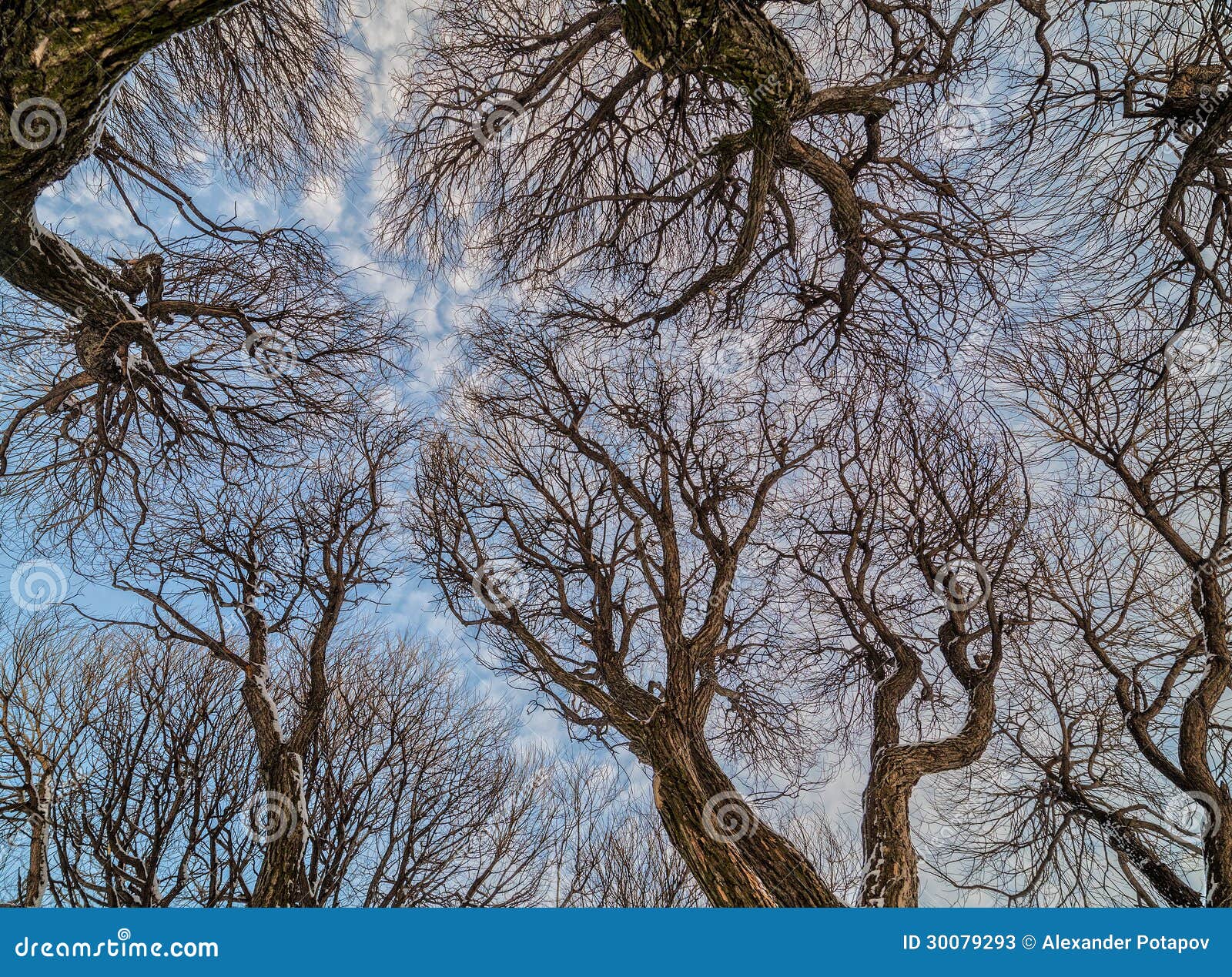 Background from Winter Bare Trees Stock Image - Image of foliage, leaves: 30079293