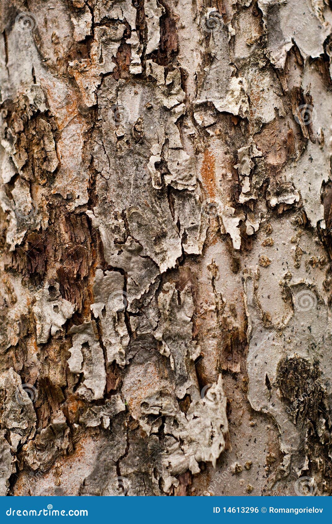 Background of bark stock photo. Image of detail, trunk - 14613296