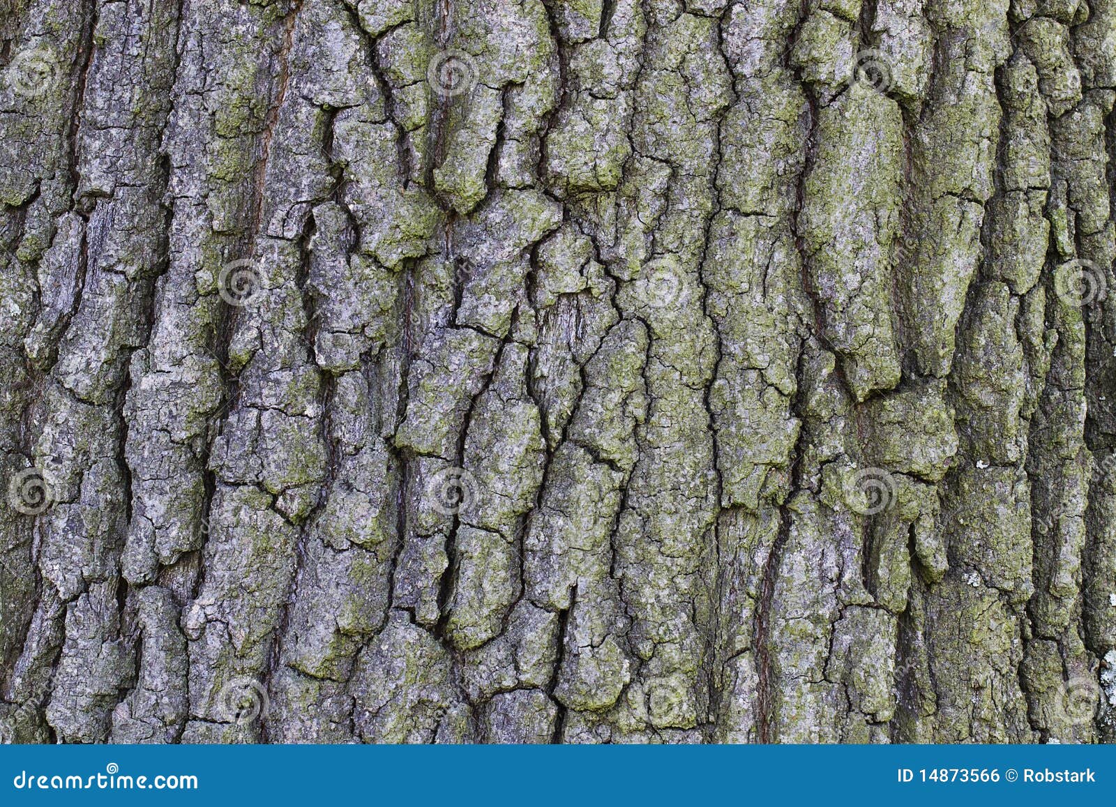 Background bark stock photo. Image of beech, dark, bark - 14873566