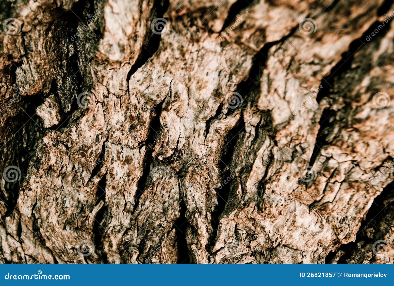 Background of bark stock image. Image of tree, rough - 26821857