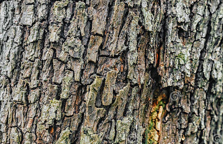 Background of the Bark of an Apple Tree. Dry Tree Bark Scales in Forest ...