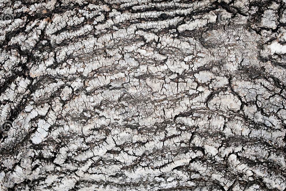 Background from the Bark of an Ash Tree, the Texture of the Bark in ...