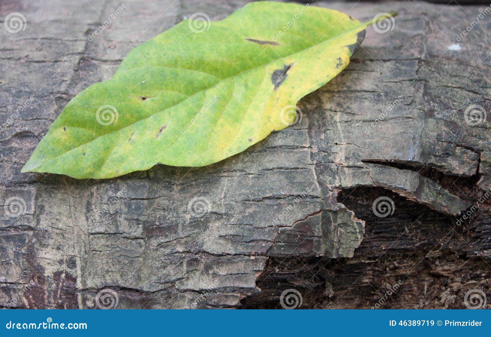 Background bark leaf stock image. Image of organic, border - 46389719