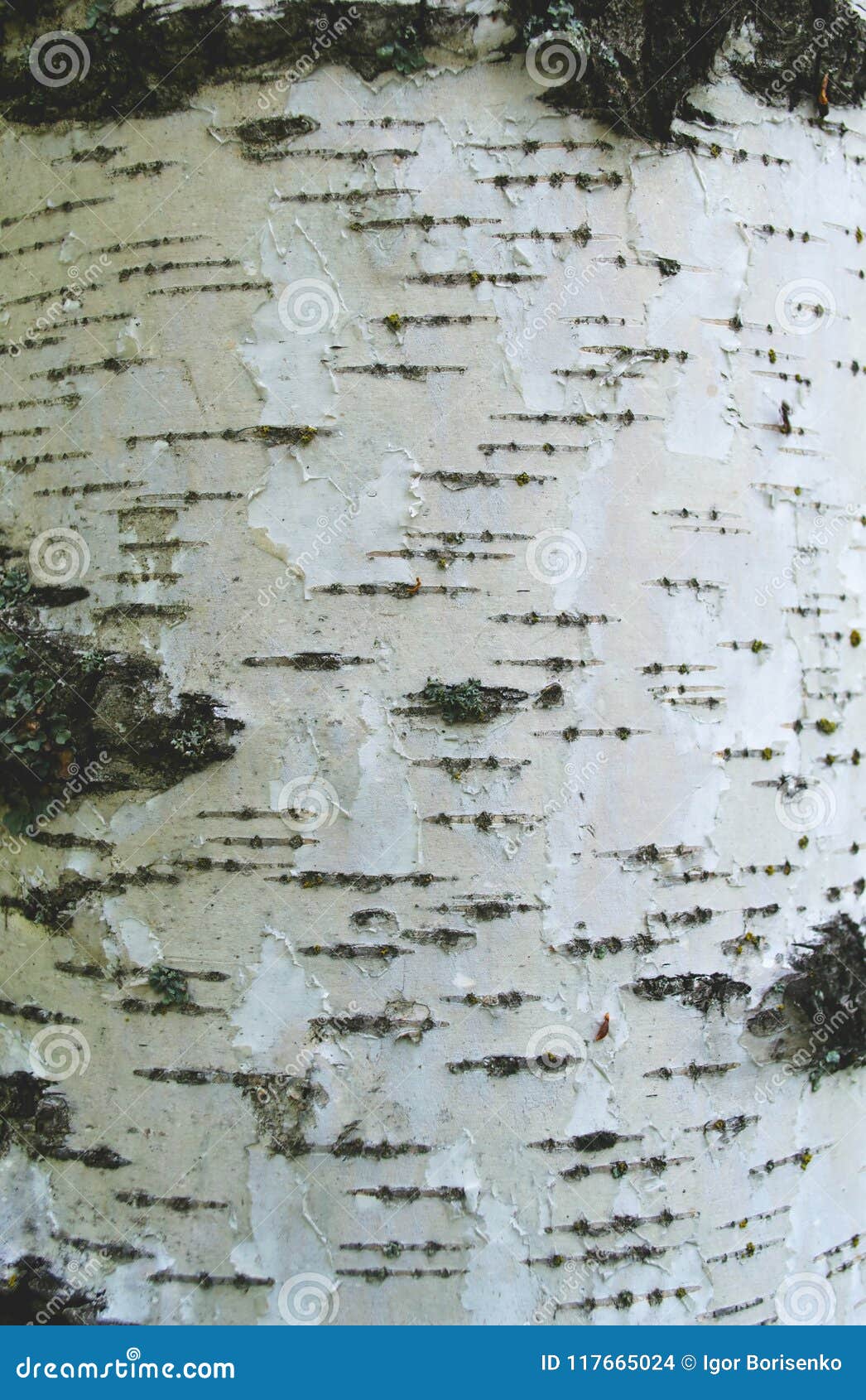 Background of Bark of Old Birch Tree Stock Photo - Image of environment ... Background of Bark of Old Birch Tree Stock Photo - Image of environment ...