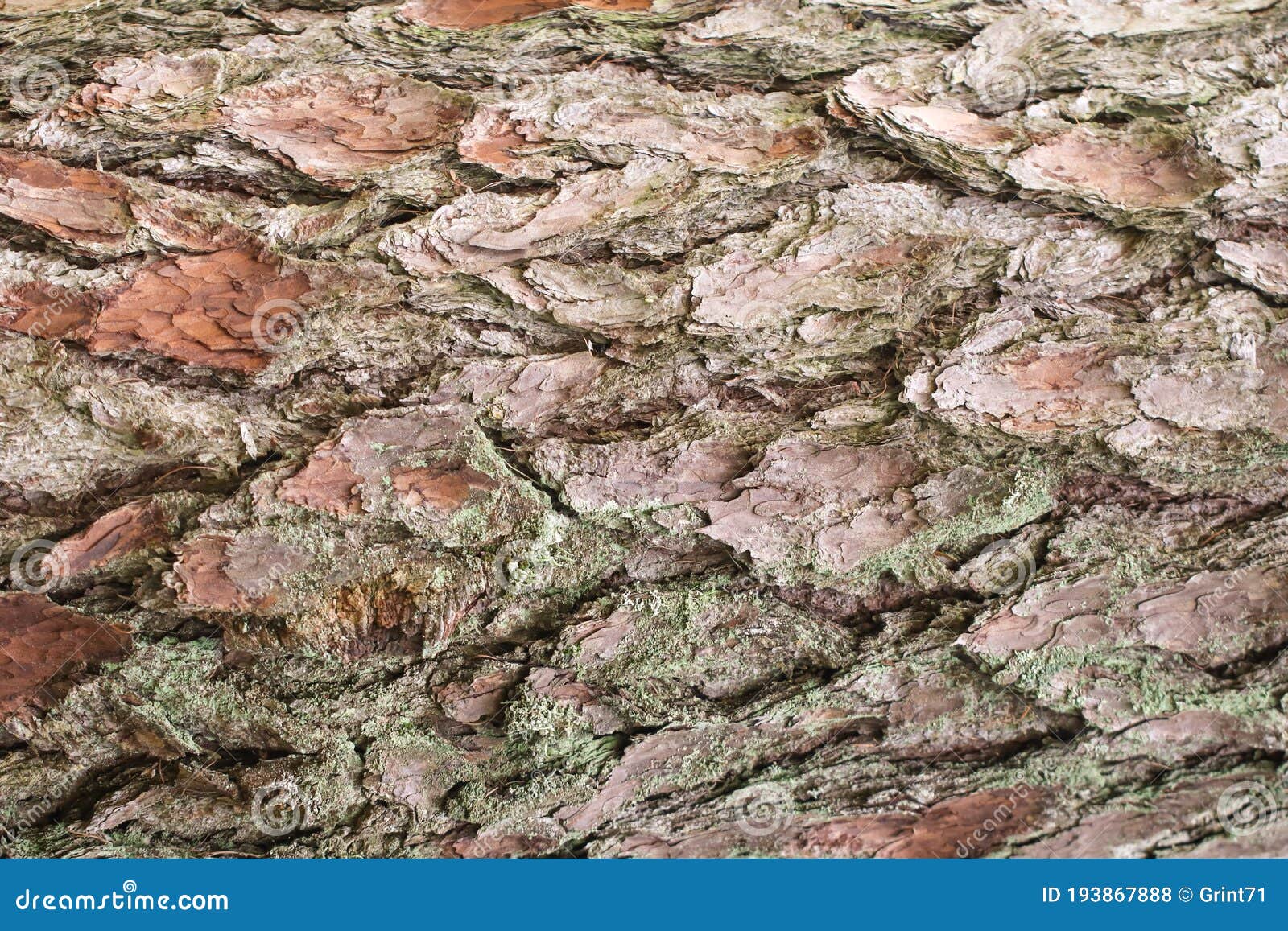 Background from the Bark of an Old Spruce Tree, Texture of Wood Pattern ...