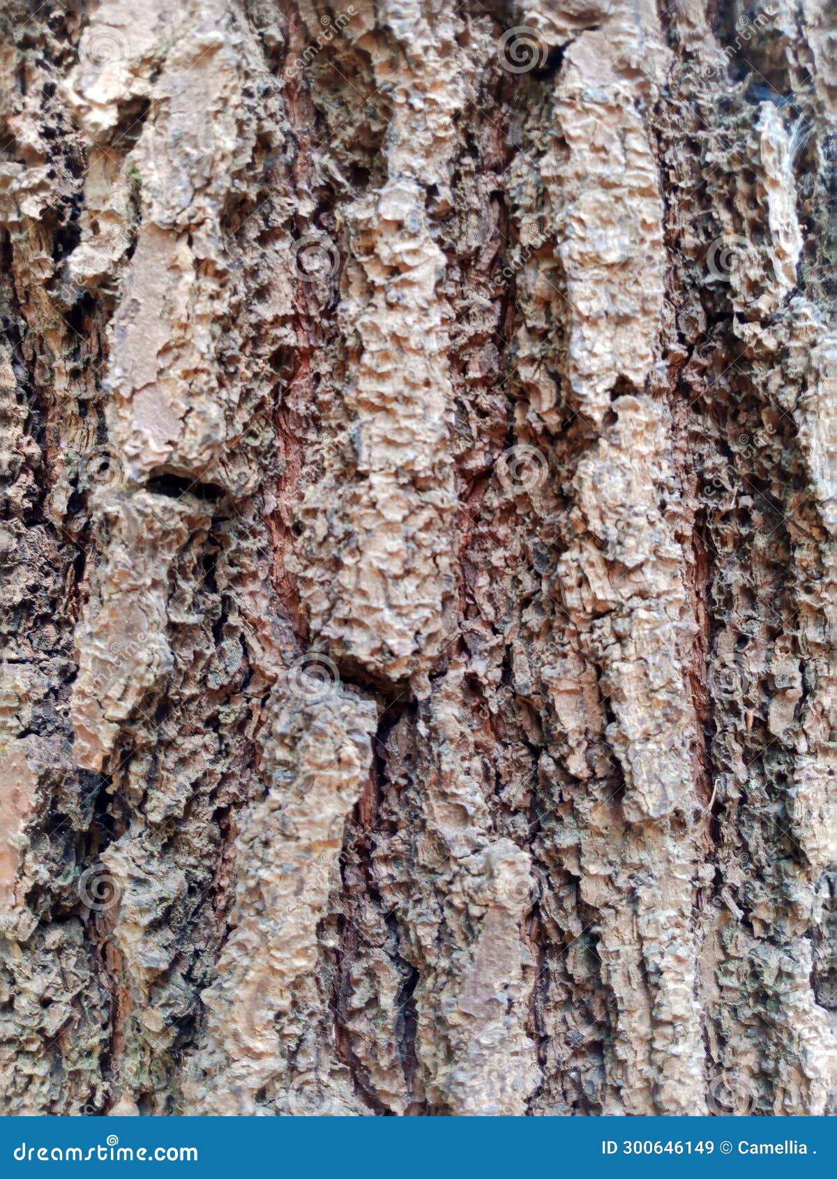 The Background of the Bark Pattern of the Tree Which is Created by ...