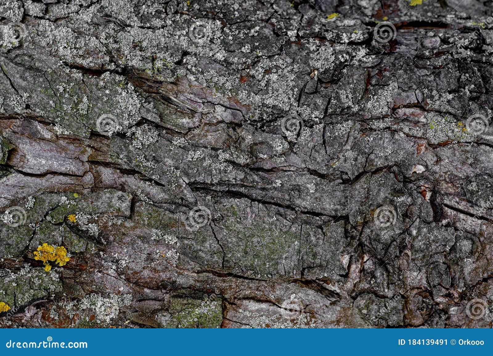 Background, Bark Texture, in Dark Colors, Bark Structure Stock Image ...