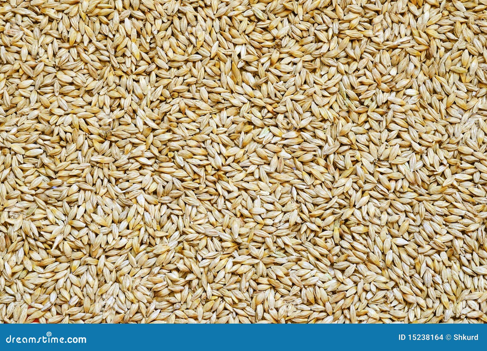 Background of Barley Grains Stock Photo - Image of cereal, close: 15238164