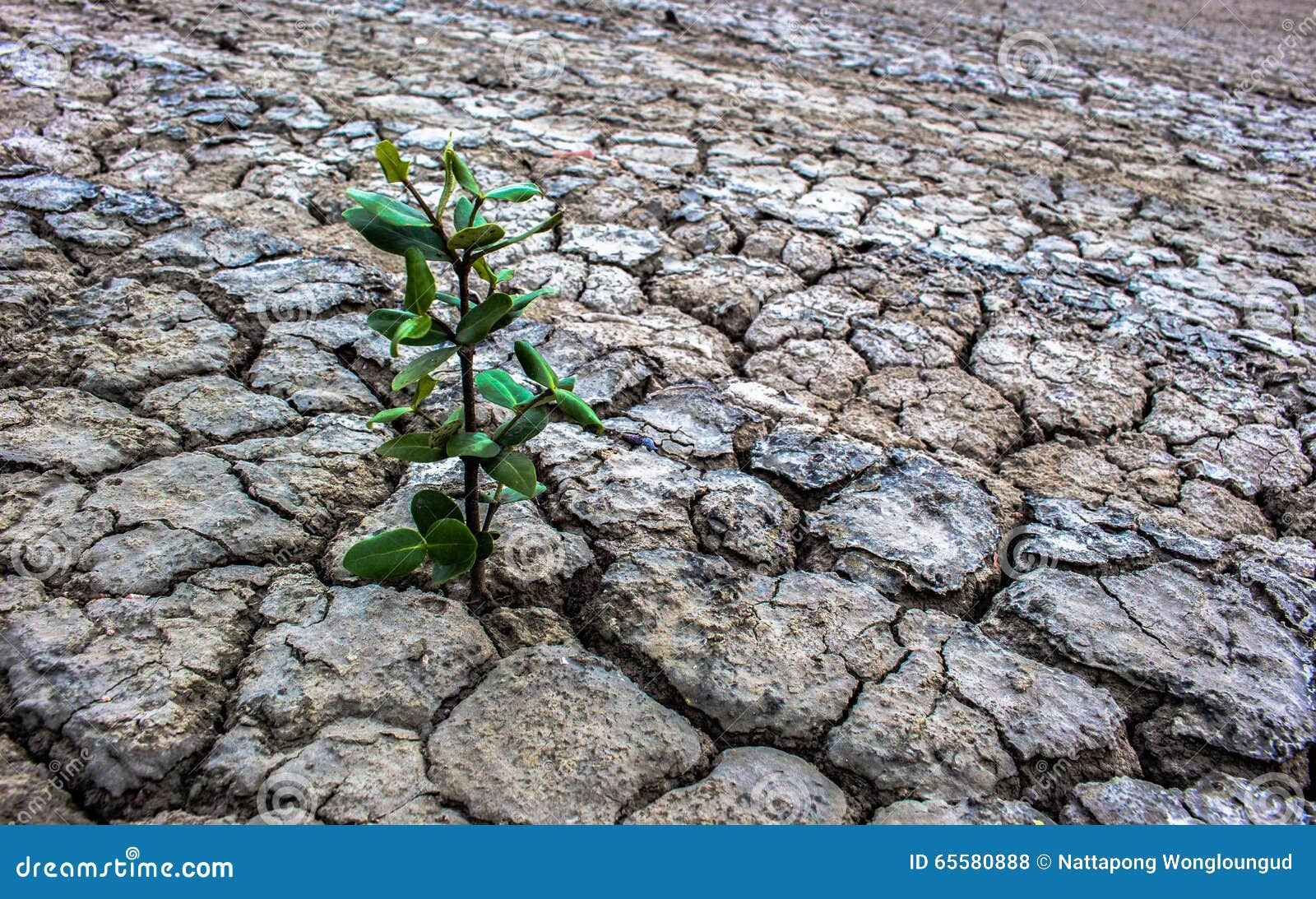 Background Barren Ground Trees Regenerate. Stock Photo - Image of ...