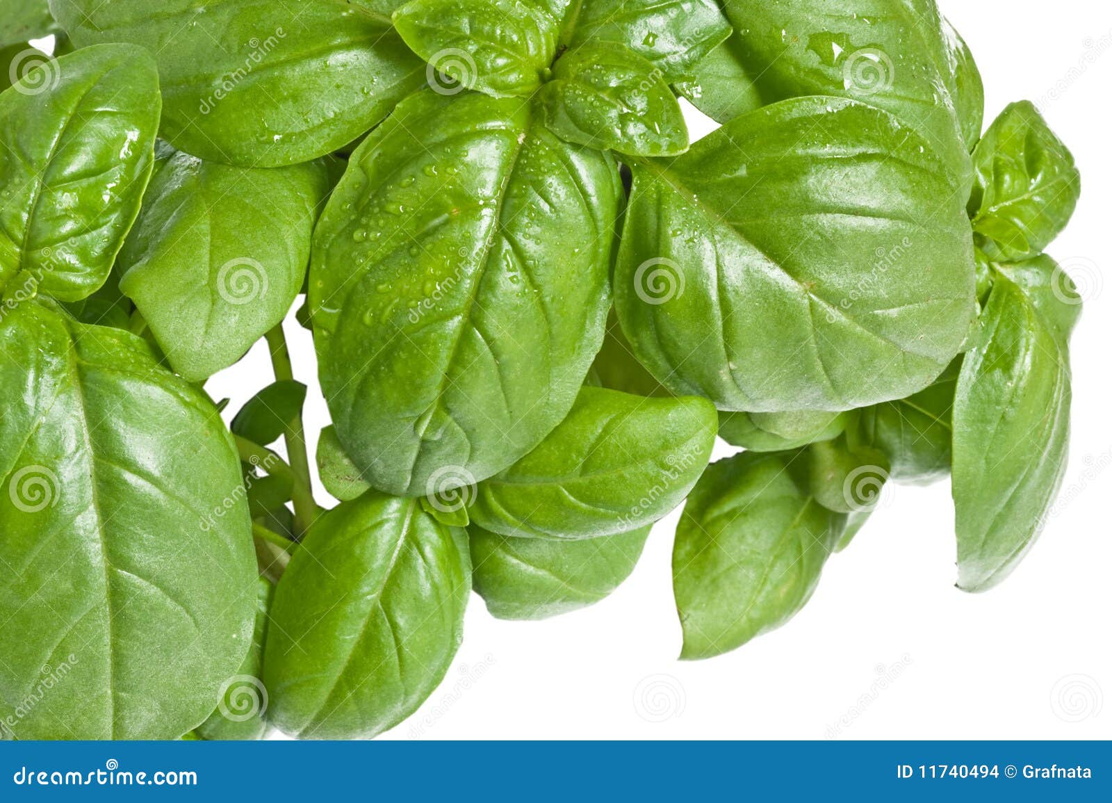 Background with basil stock photo. Image of tasty, freshness - 11740494