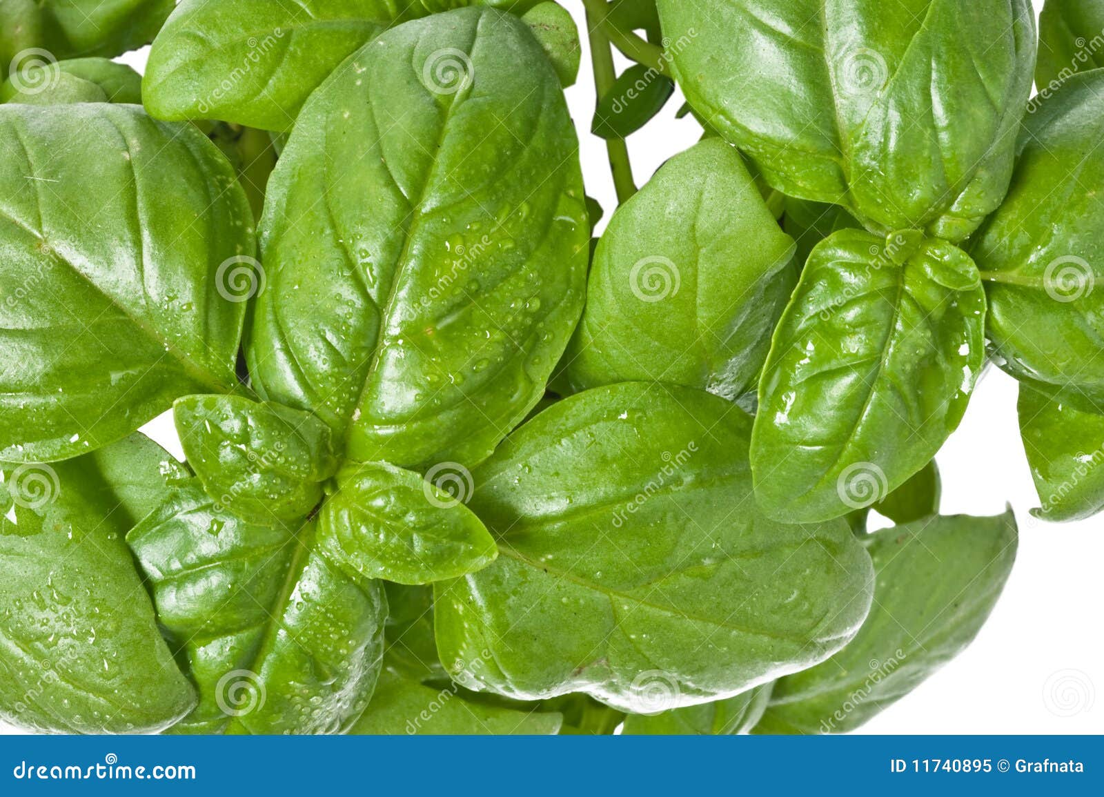 Background with basil stock image. Image of natural, leaf - 11740895