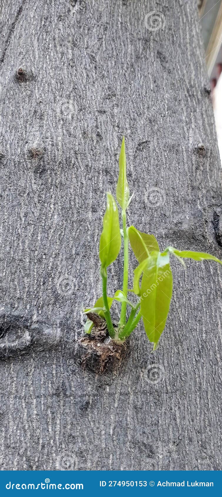 Background is the Basis or Starting Point for Providing Understanding ...