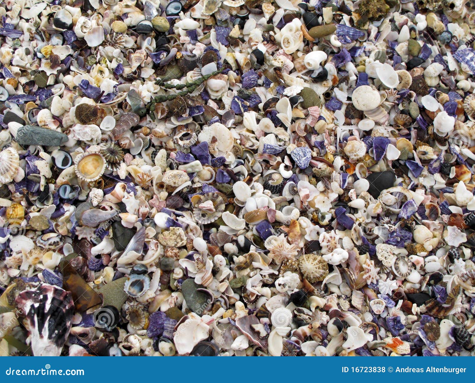 Background of a Beach Covered by Shells Stock Photo - Image of marine ...