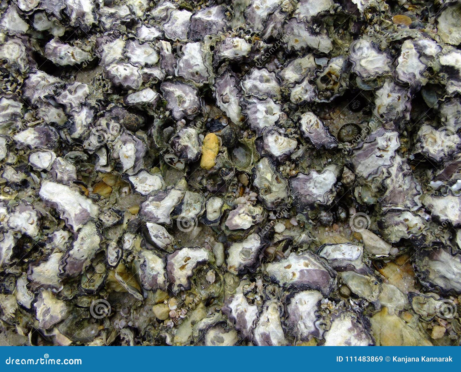 Oyster sea animal stock image. Image of shellfish, animal - 111483869