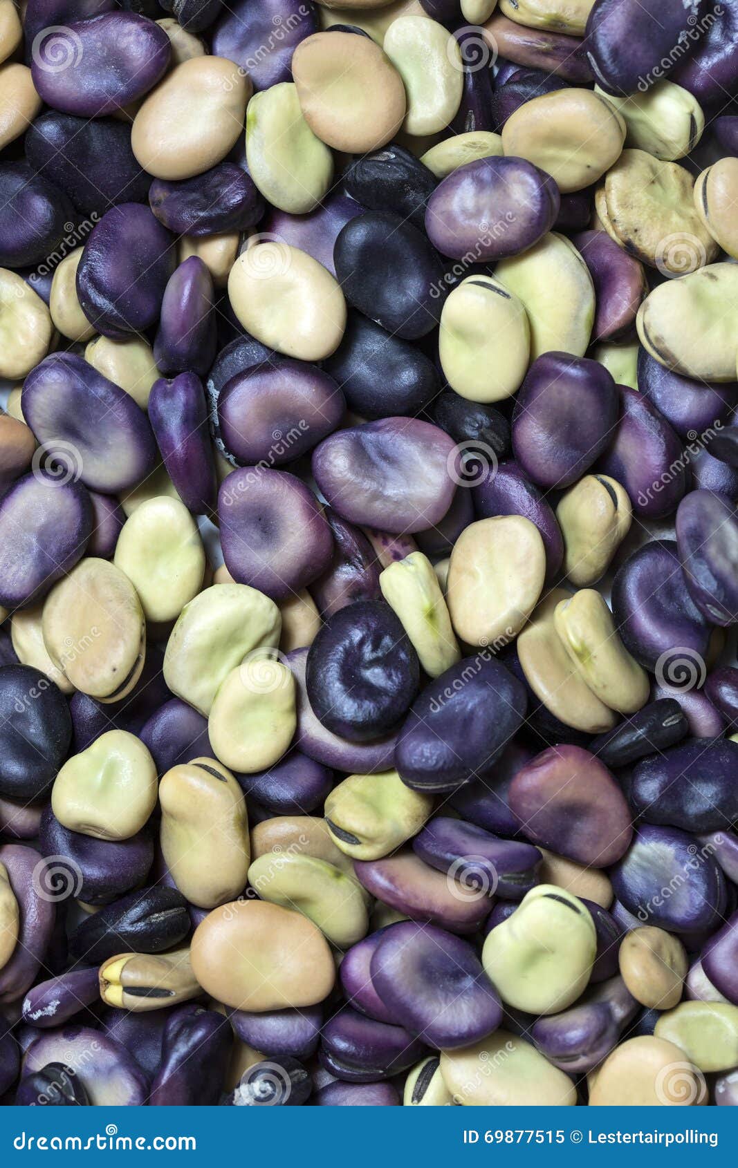 Background bean seeds stock image. Image of closeup, minestrone - 69877515