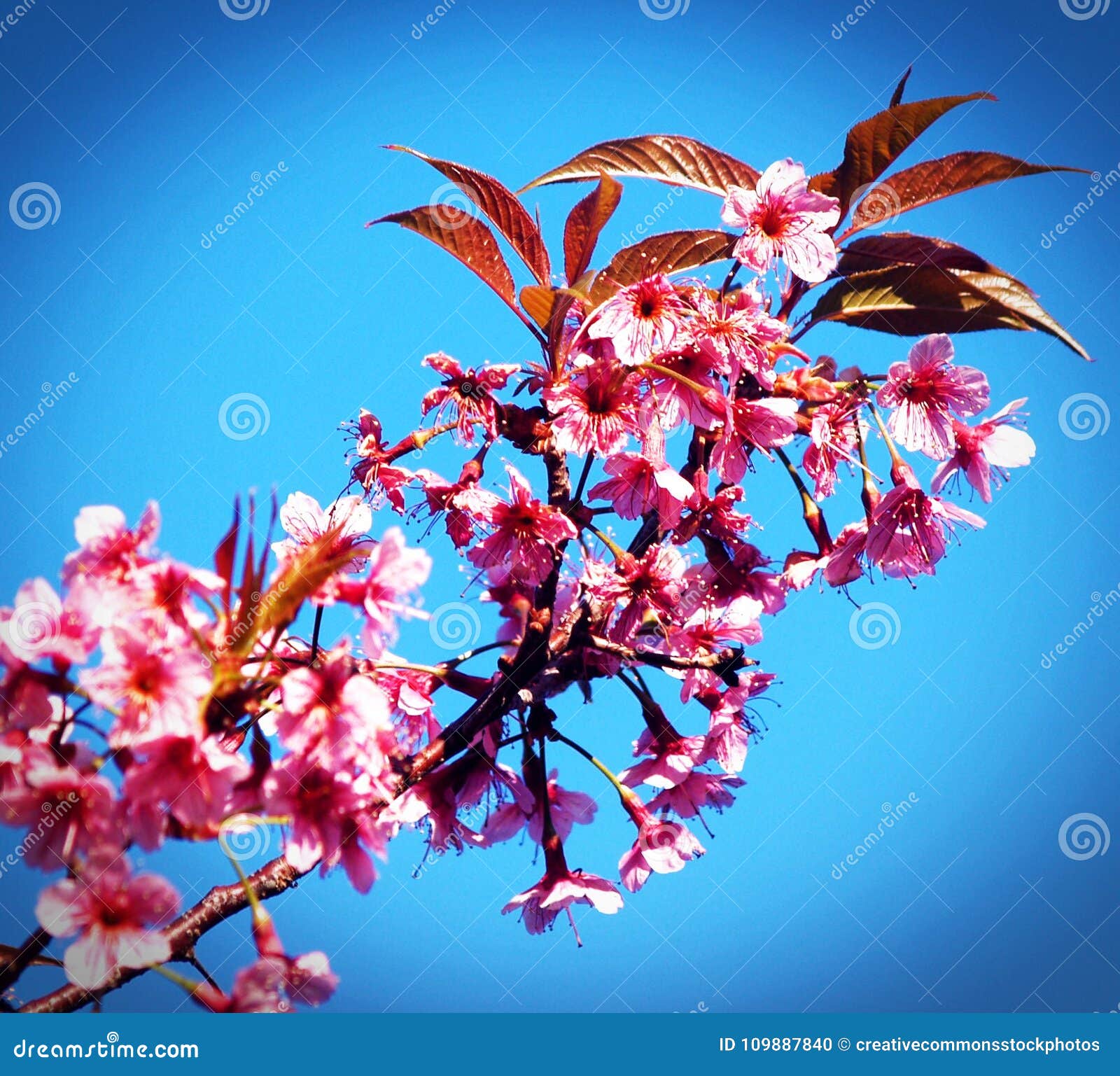 Background, Beautiful, Bloom Picture. Image: 109887840