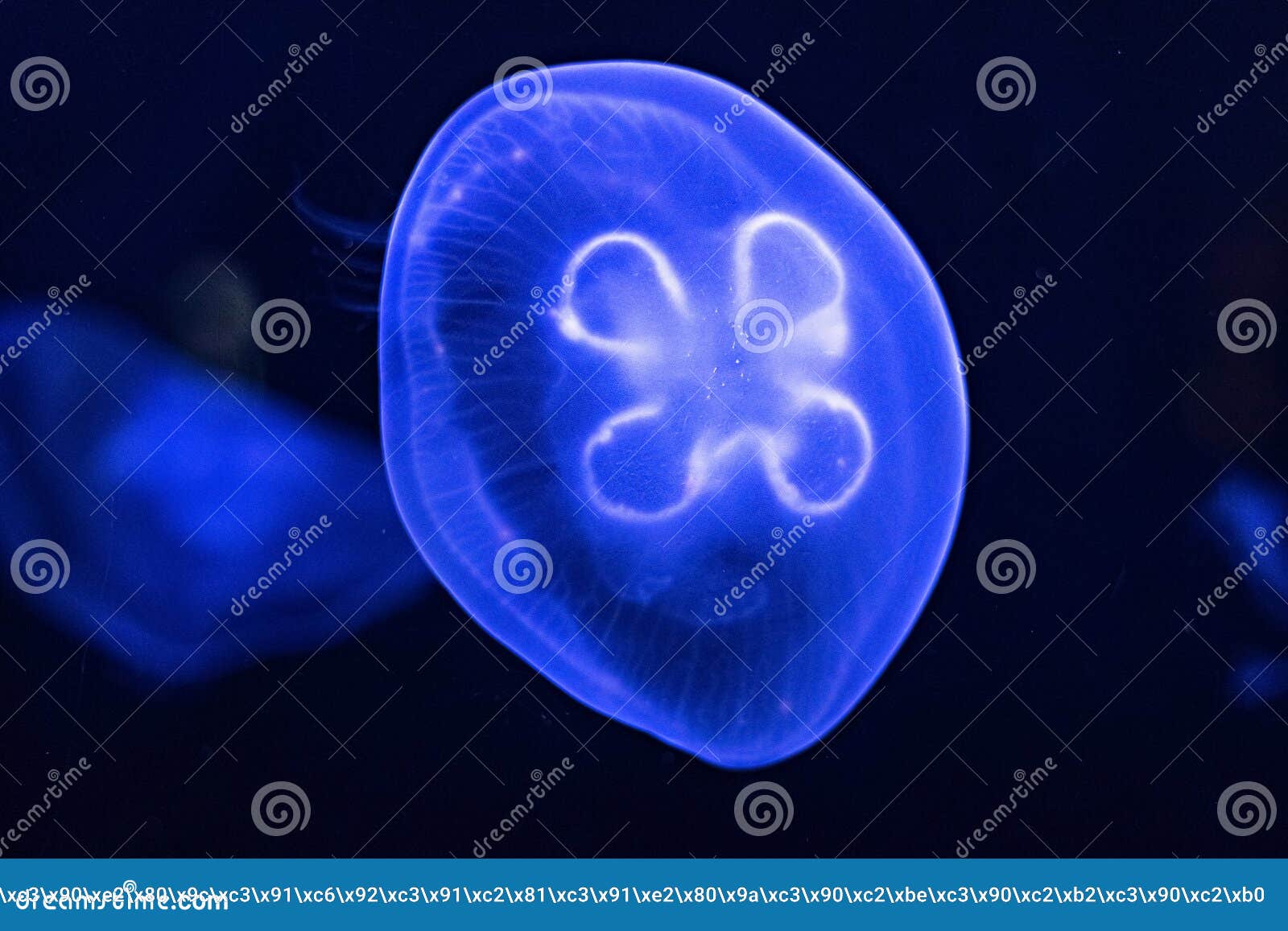 Background of Beautiful Blue Neon Jellyfish. Aquarium Stock Photo ...