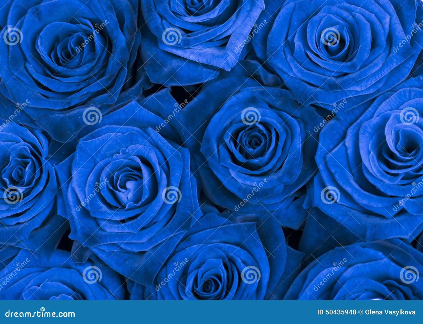 Background with Beautiful Blue Roses Stock Photo - Image of business ...