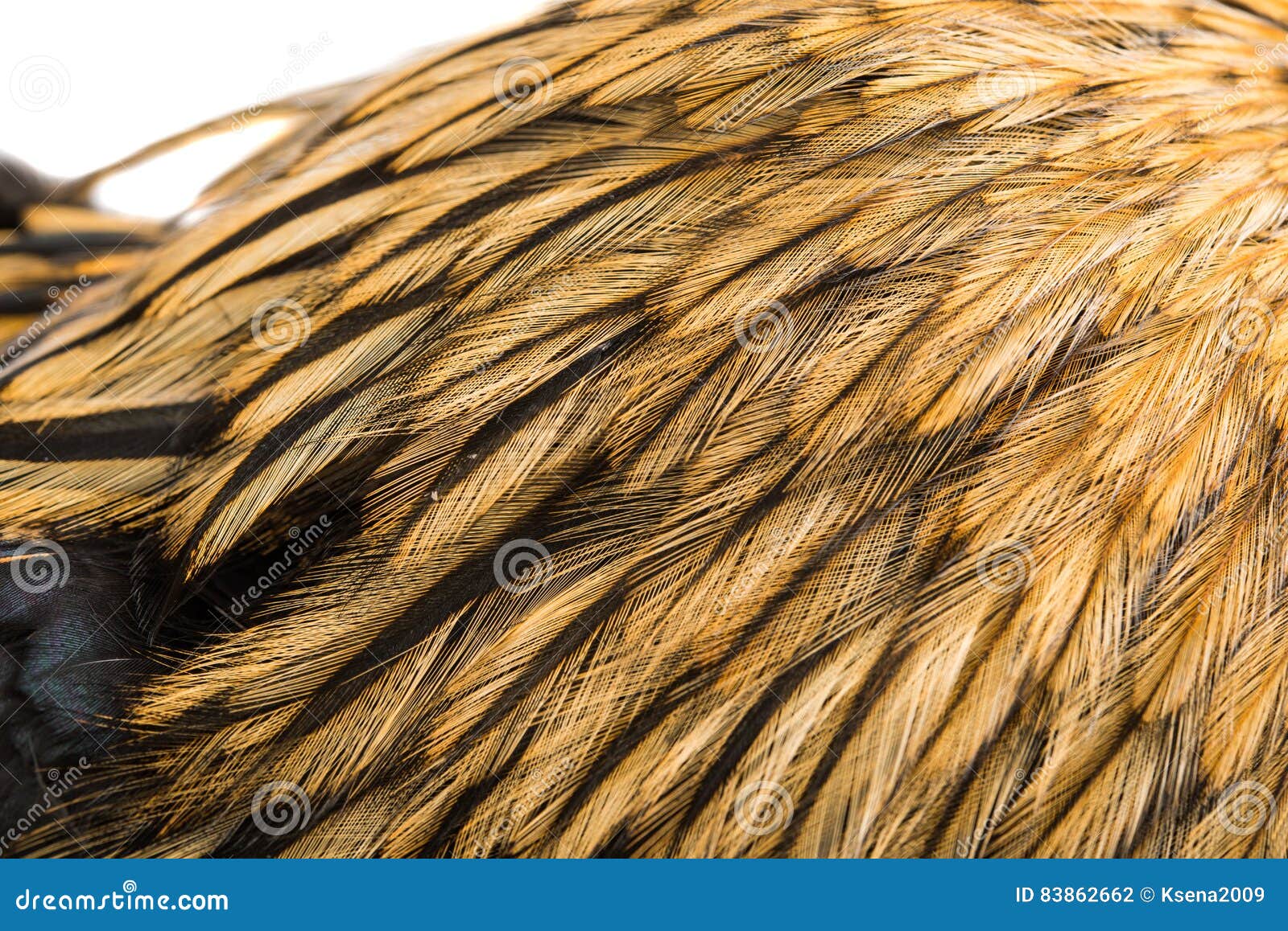 Background Beautiful Bright Feathers Rooster Feathers Stock Photo ...