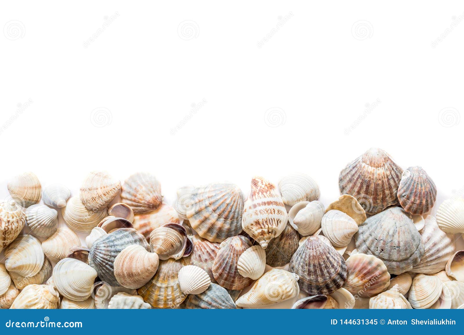 Background of Beautiful Different Seashells Isolated on Top with Space ...