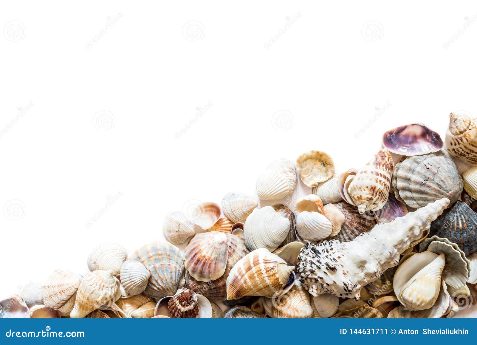 Background of Beautiful Different Seashells Isolated on Top with Space ...