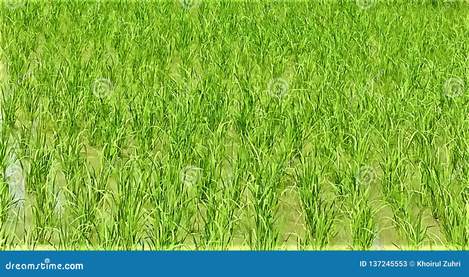 Background of Beautiful, Fresh Green Rice Field Stock Image - Image of ...