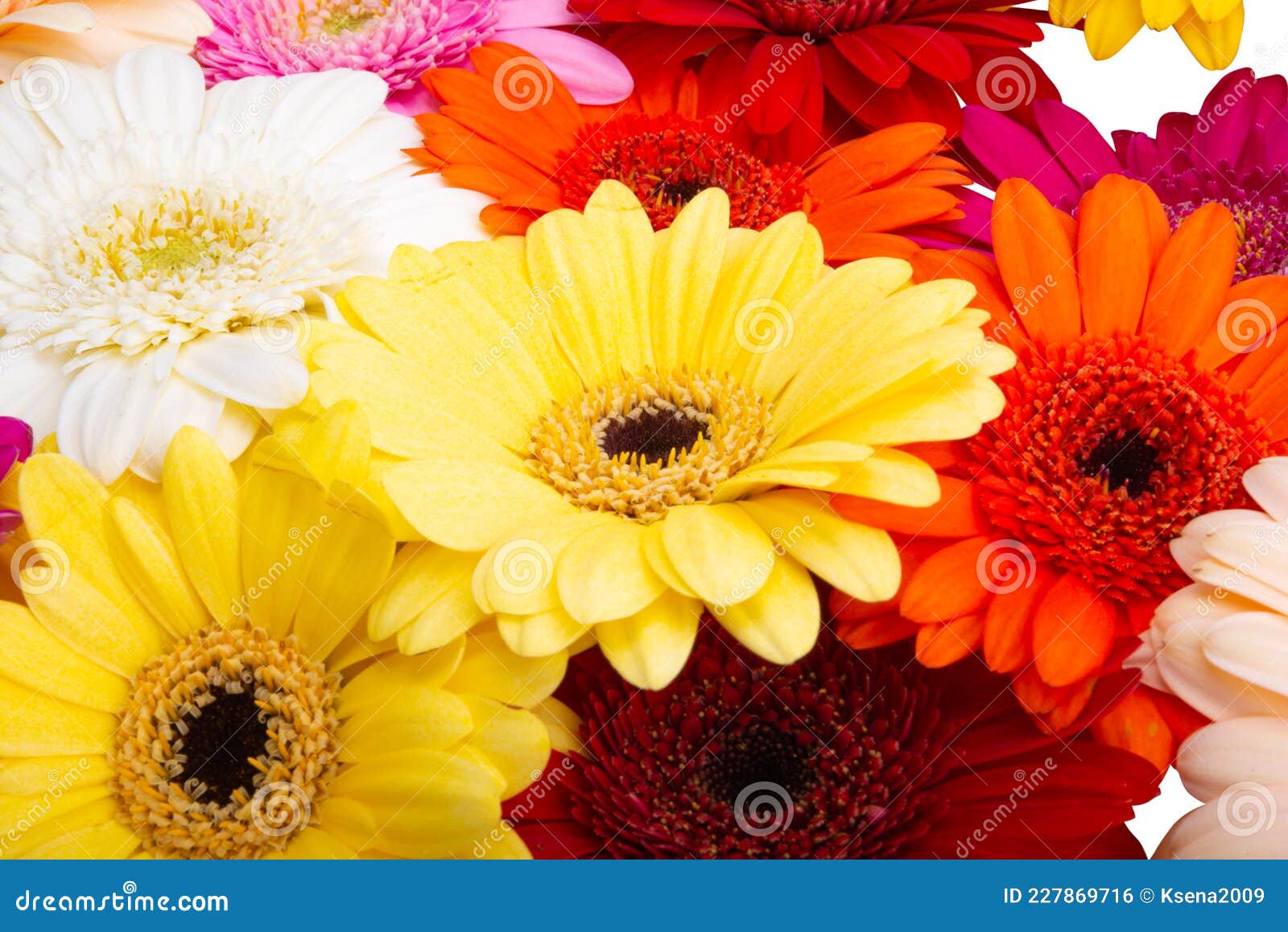 Background of Beautiful Gerbera Daisies in Different Colors Close Up ...