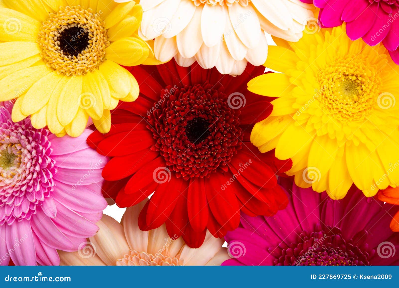 Background of Beautiful Gerbera Daisies in Different Colors Close Up ...