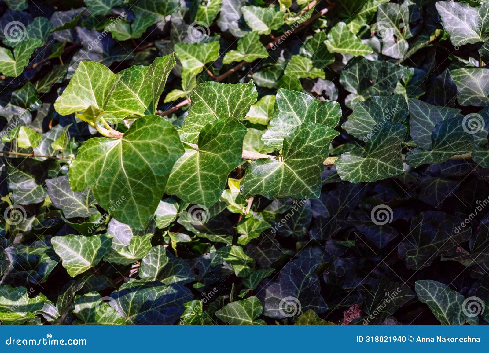 Background with a Beautiful Ivy Leaf Stock Photo - Image of environment ...