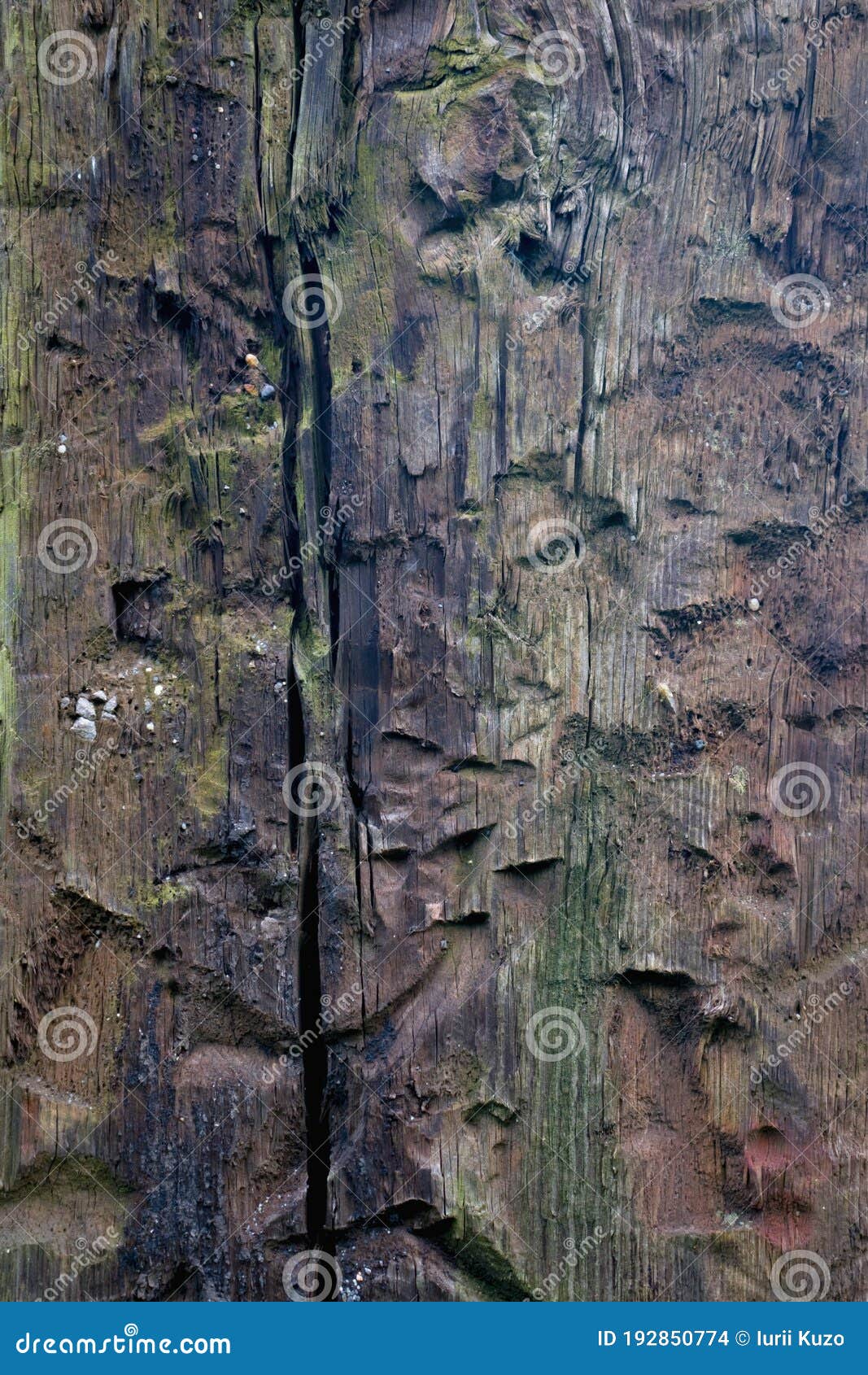 Background of Beautiful Old Dirty Tree. Space for Design and Text Stock ...