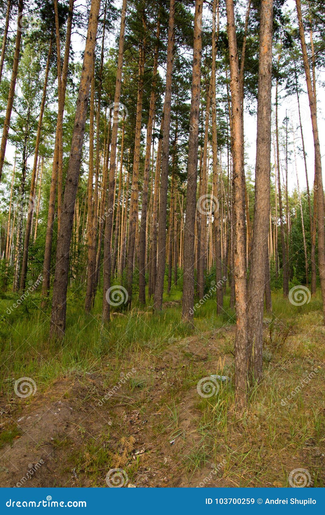 Background of Beautiful Pine Trees Stock Image - Image of plant ...