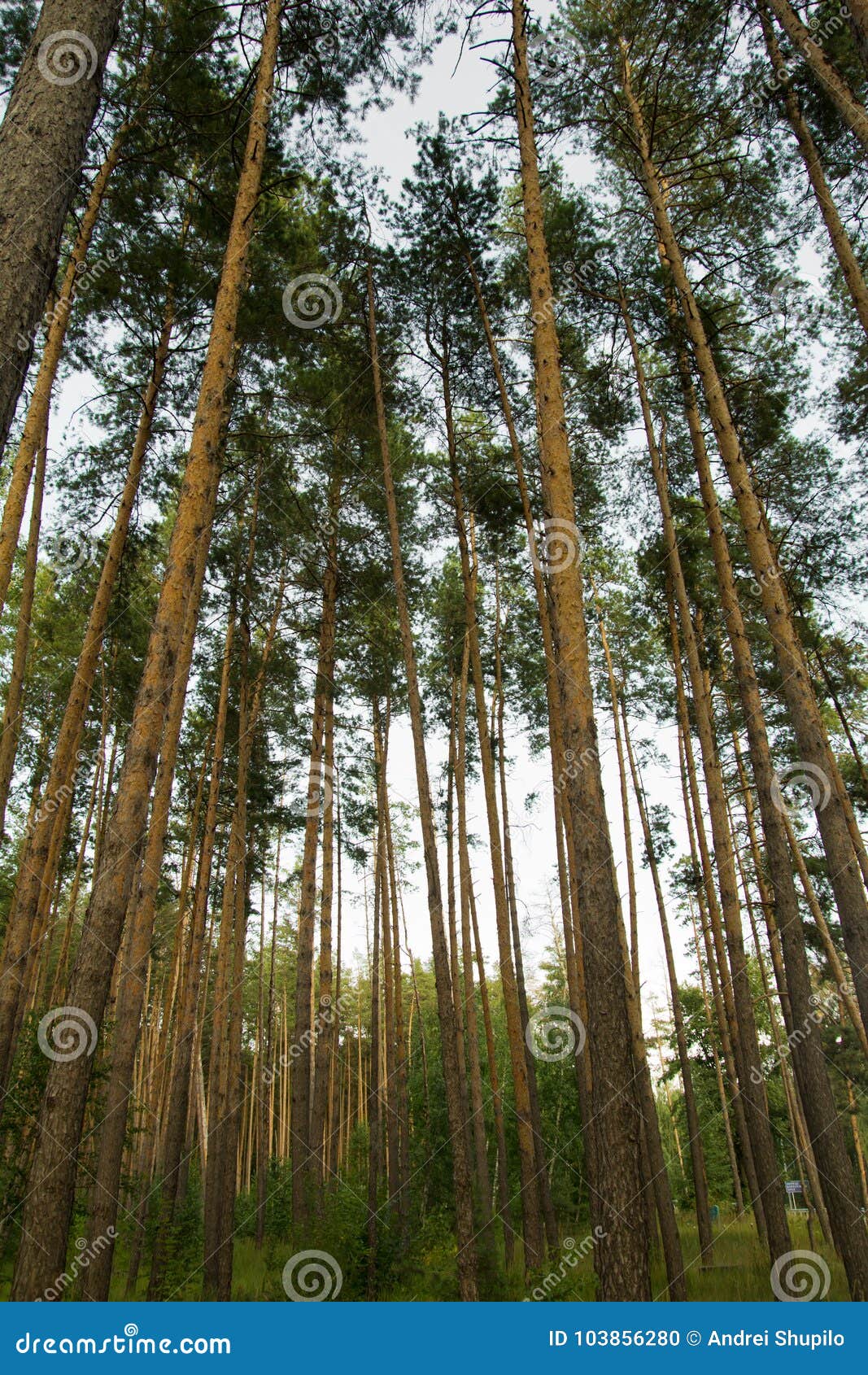 Background of Beautiful Pine Trees Stock Photo - Image of shine, angle ...
