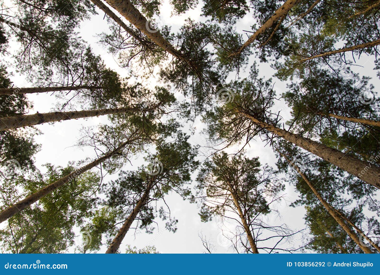 Background of Beautiful Pine Trees Stock Photo - Image of high, park ...