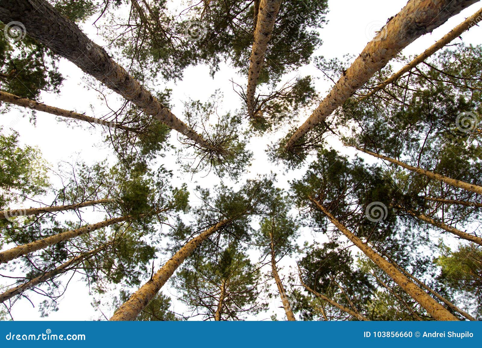 Background of Beautiful Pine Trees Stock Photo - Image of shade, angle ...