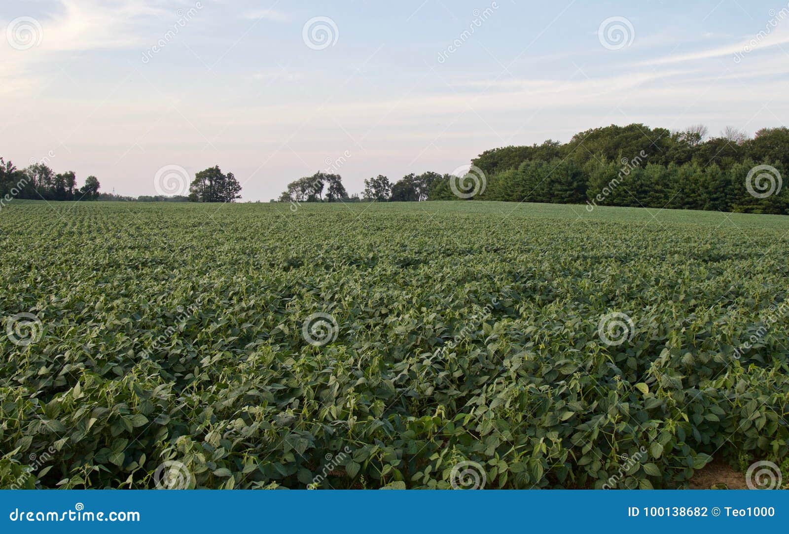 Background with a Beautiful Potatoes Field Stock Photo - Image of ...