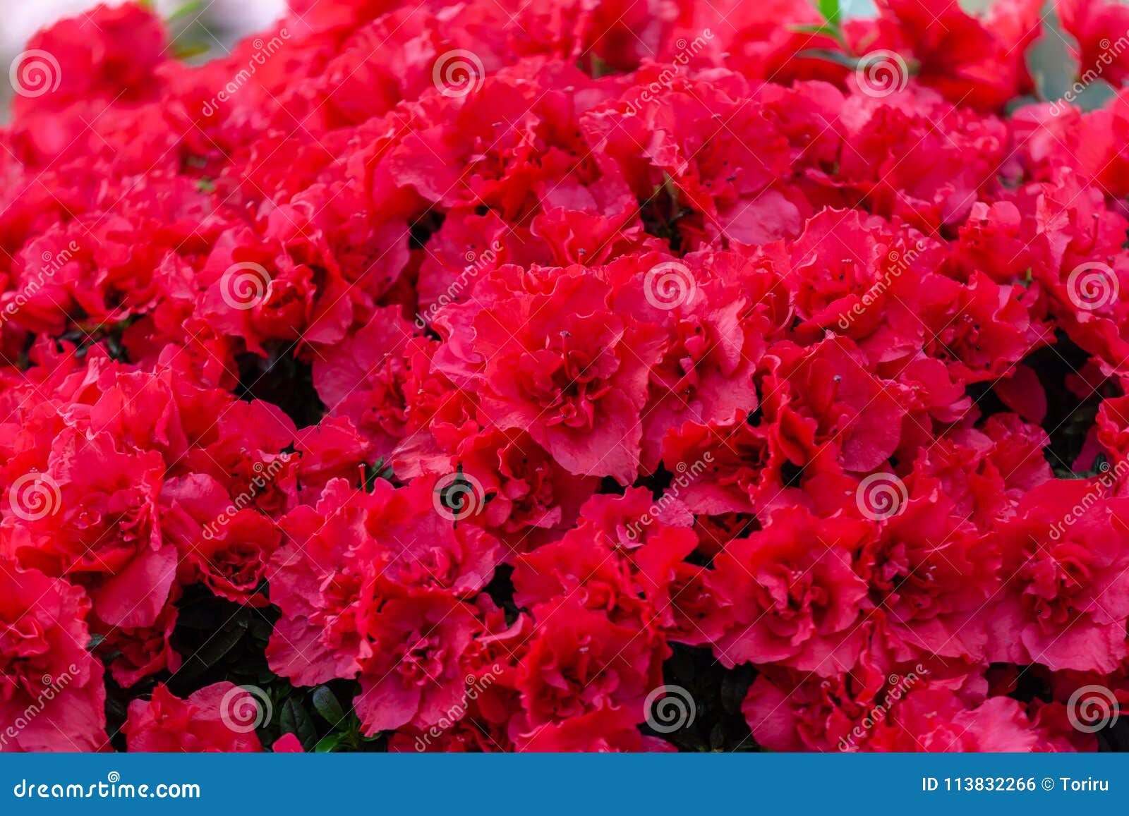 Beautiful Red Azalea Flowers Stock Photo - Image of summer, tropical ...